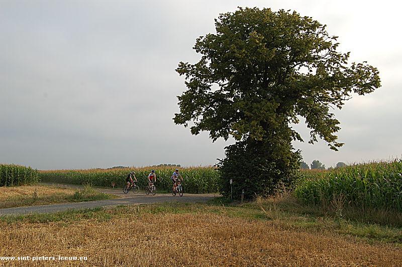 Zomerlinde in Vlezenbeek (Witse boom) beschermd – Sint-Pieters-Leeuw ...