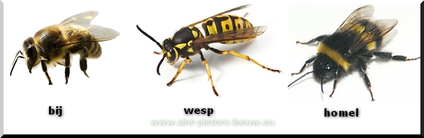 bij-wesp-hommel – Sint-Pieters-Leeuw nieuwssite