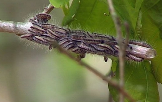 processierups-en – Sint-Pieters-Leeuw nieuwssite