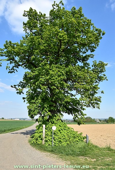2017-05-09-Witse-boom_Vlezenbeek – Sint-Pieters-Leeuw nieuwssite